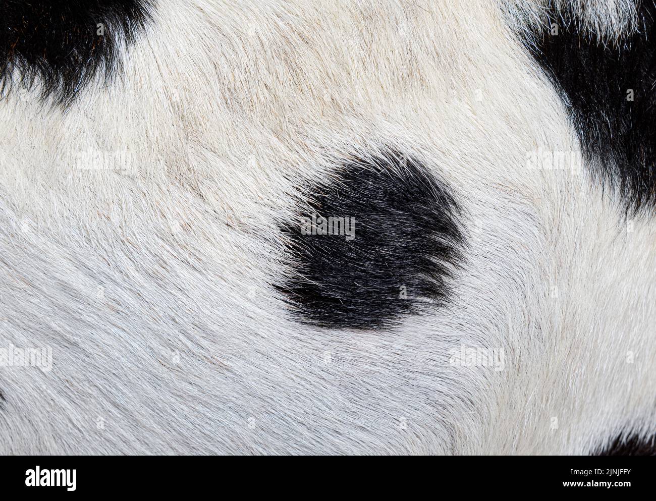 Detail, macro, of a Anglo-Nubian goat fur Stock Photo - Alamy