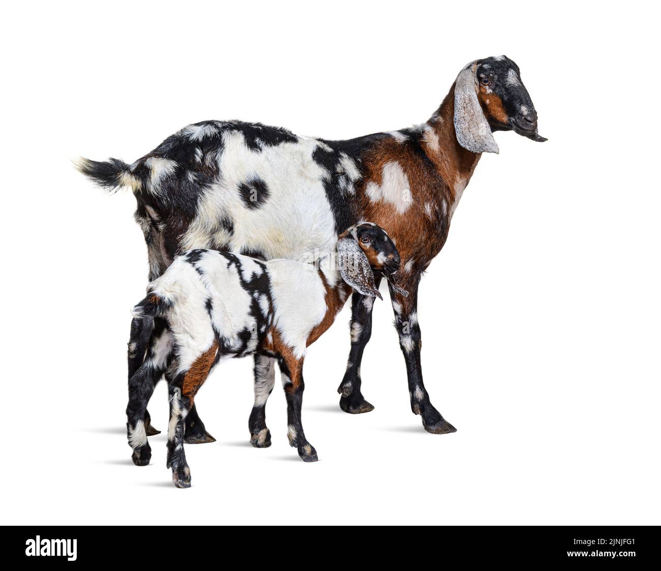 Mother and baby anglo-Nubian goat, isolated on white Stock Photo - Alamy