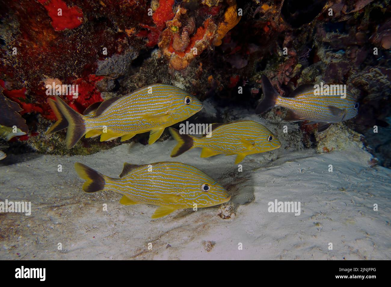 Blue Striped Grunts (Haemulon sciurus) in Cozumel, Mexico Stock Photo ...