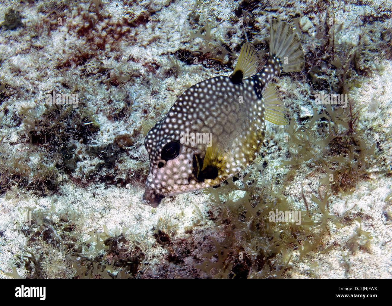 A Smooth Trunkfish (Lactophrys triqueter) in Cozumel, Mexico Stock ...