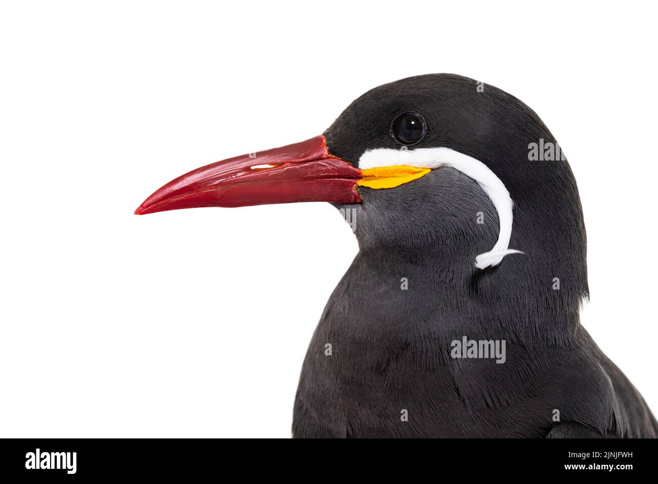 Inca tern, Larosterna inca, isolated on white Stock Photo - Alamy