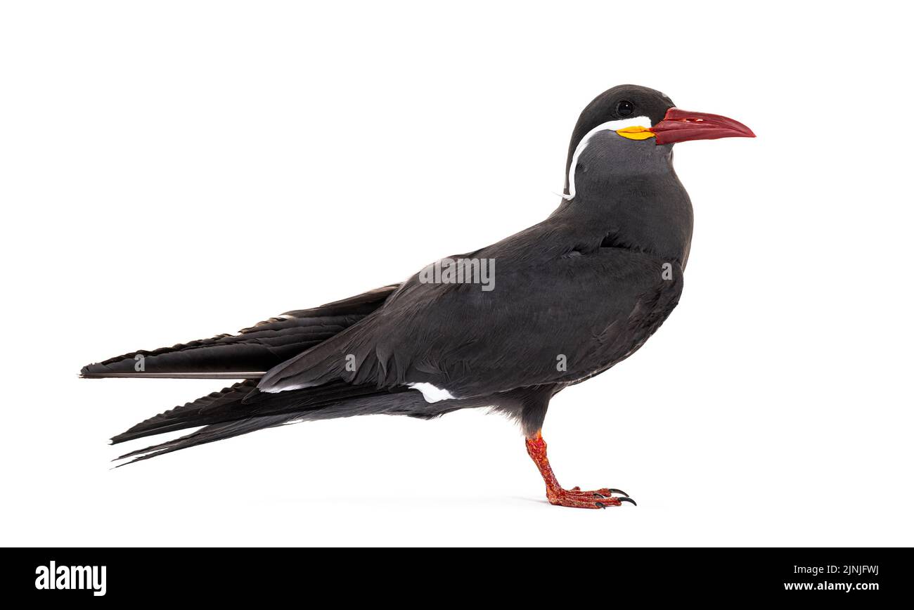 Inca tern, Larosterna inca, isolated on white Stock Photo - Alamy