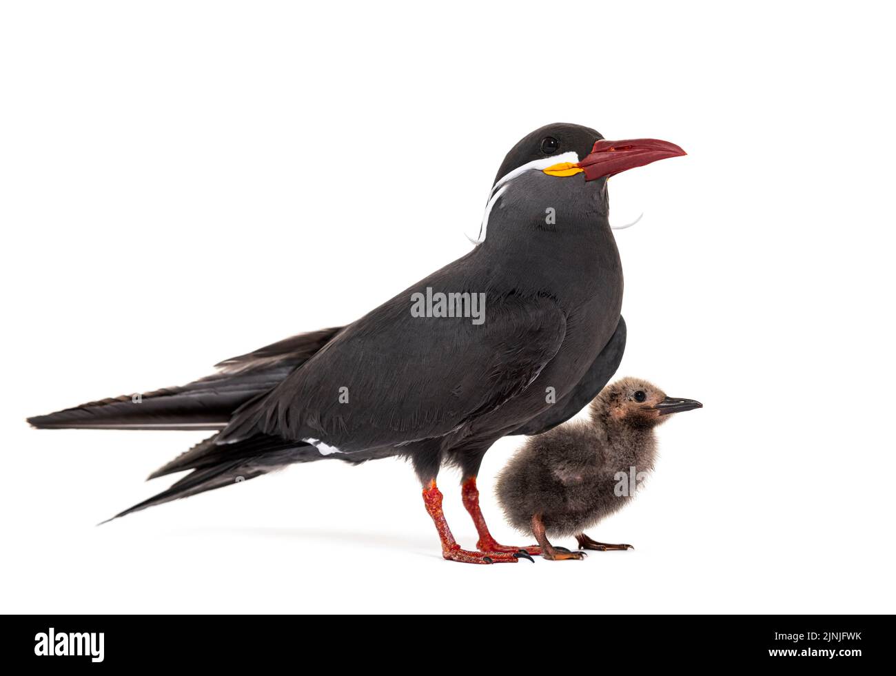 Five days old chick Inca tern and its mother, Larosterna inca, isolated ...