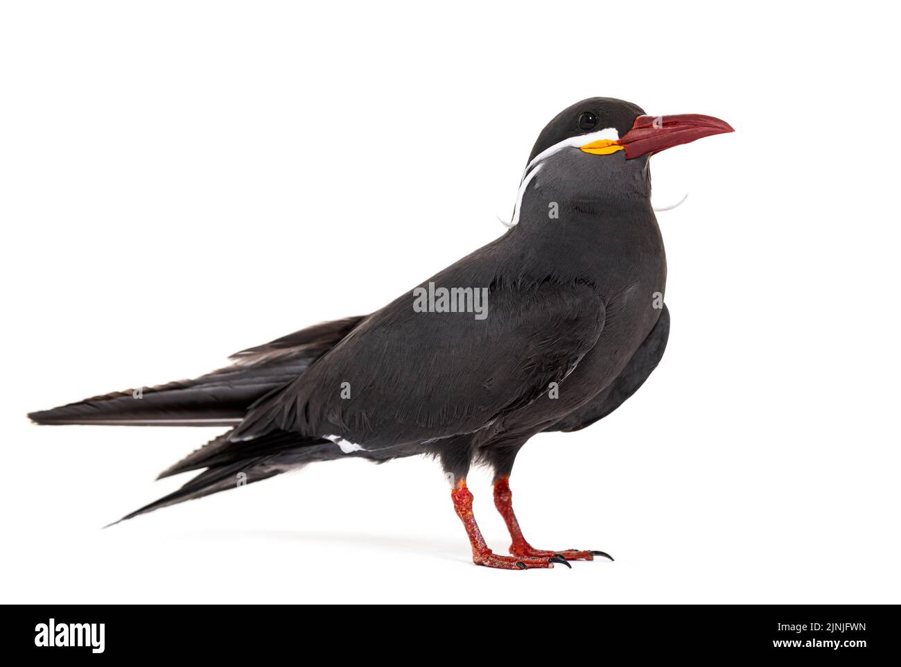 Inca tern Cut Out Stock Images & Pictures - Alamy