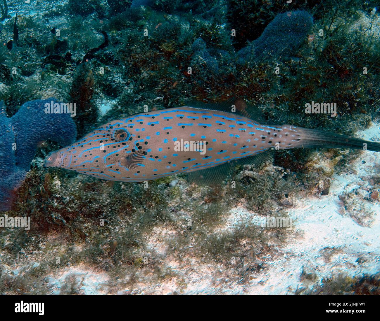 A Scrawled Filefish (Aluterus scriptus) in Cozumel, Mexico Stock Photo ...