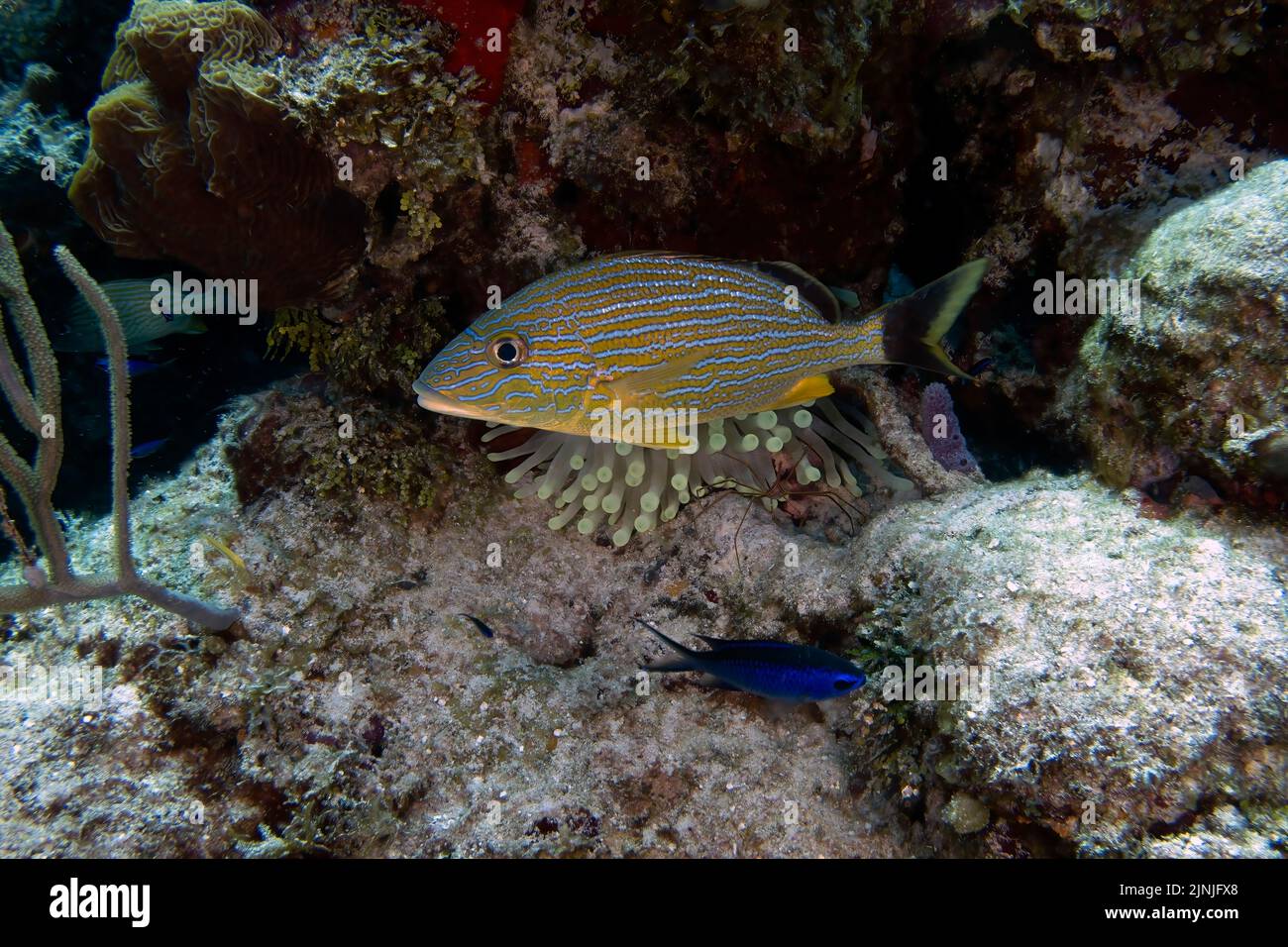 Blue Striped Grunts (Haemulon sciurus) in Cozumel, Mexico Stock Photo ...