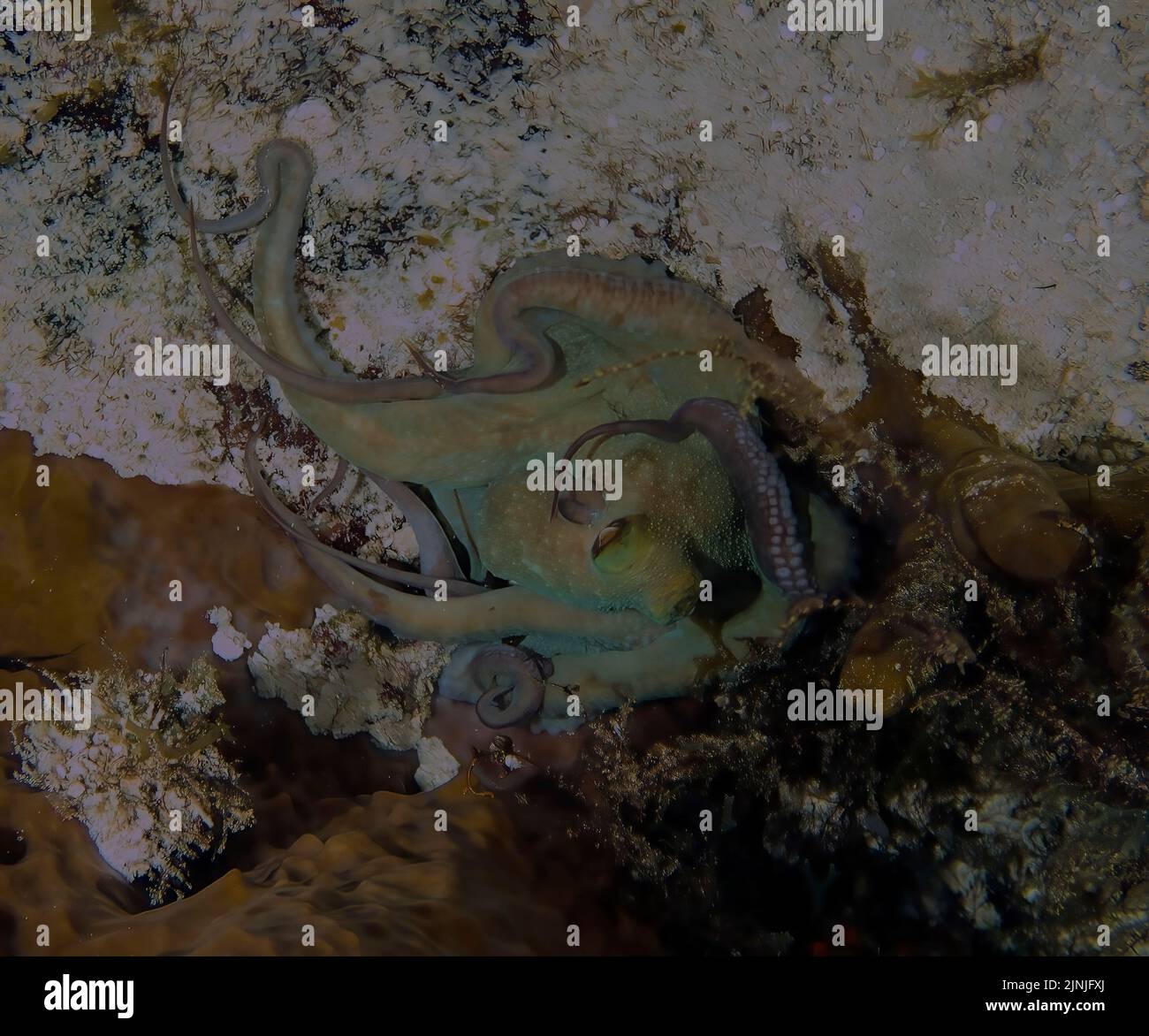 A Caribbean Reef Octopus (Octopus briareus) in Cozumel, Mexico Stock ...