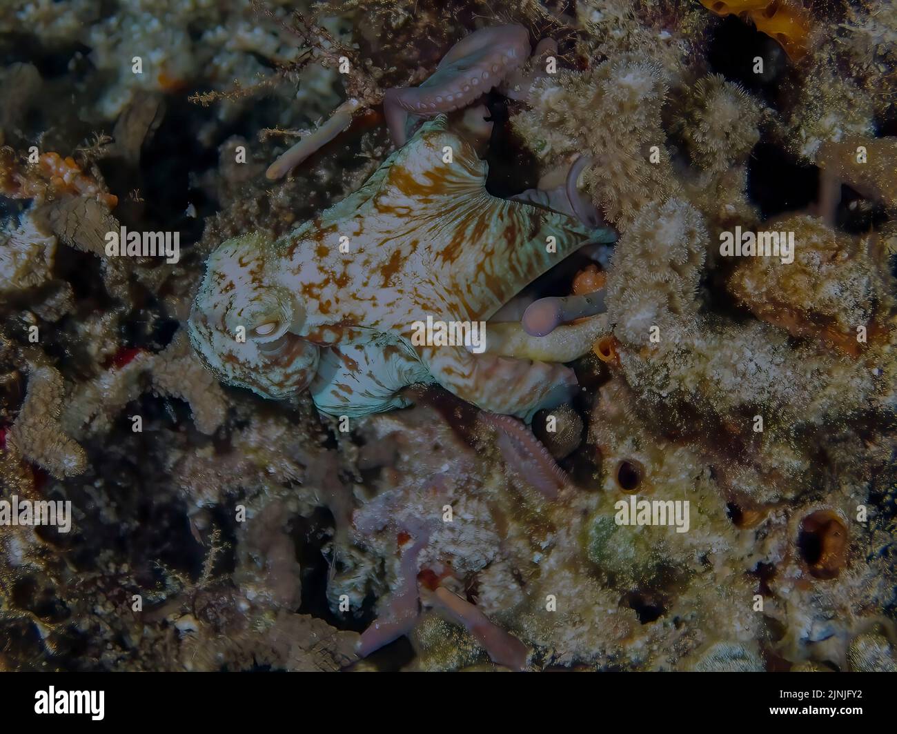 A Caribbean Reef Octopus (Octopus briareus) in Cozumel, Mexico Stock ...