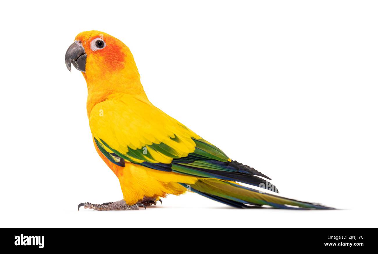 Aratinga solstitialis hi-res stock photography and images - Alamy