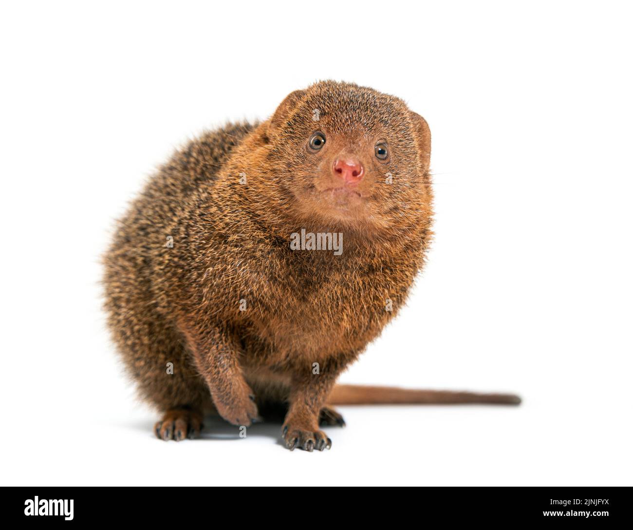 Mongoose view Cut Out Stock Images & Pictures - Alamy
