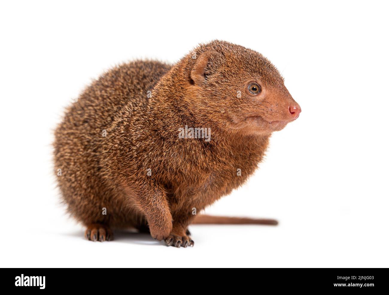 Ethiopian dwarf mongoose, Helogale hirtula, isolated on white Stock ...