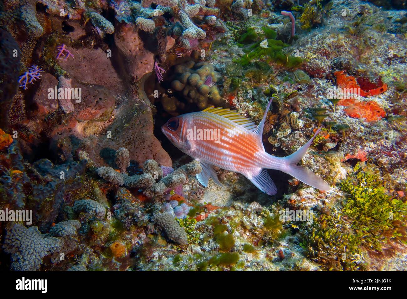 A Longspine Squirrelfish (Holocentrus rufus) in Cozumel, Mexico Stock ...