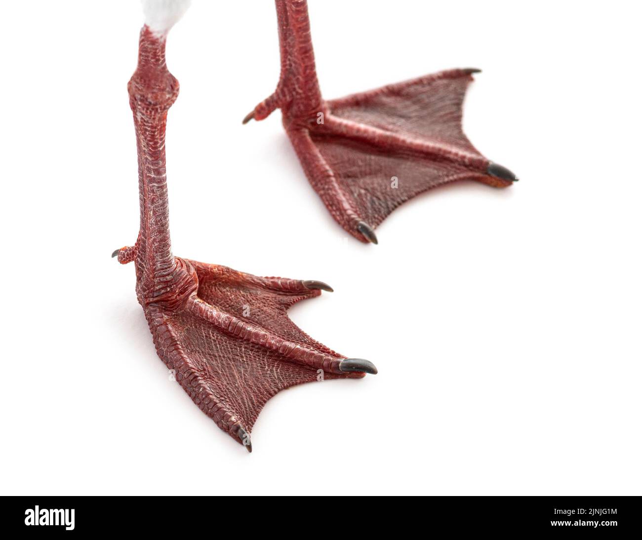 Black webbed feet Cut Out Stock Images & Pictures - Alamy