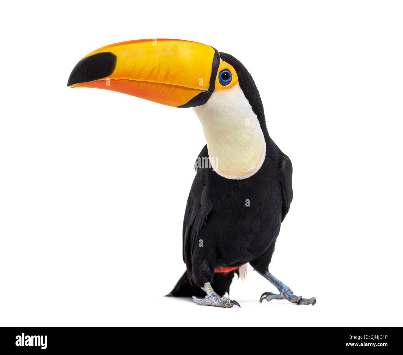 Toco hi-res stock photography and images - Alamy