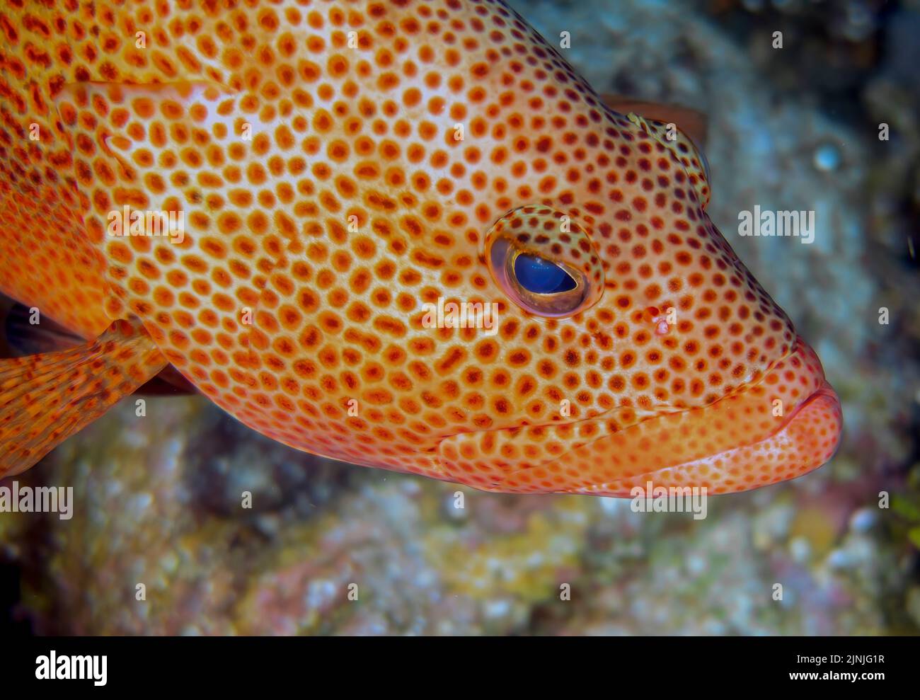 Speckled hind fish hi-res stock photography and images - Alamy