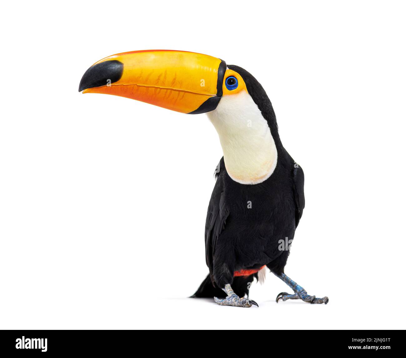 Wild toucan bird animal hi-res stock photography and images - Alamy