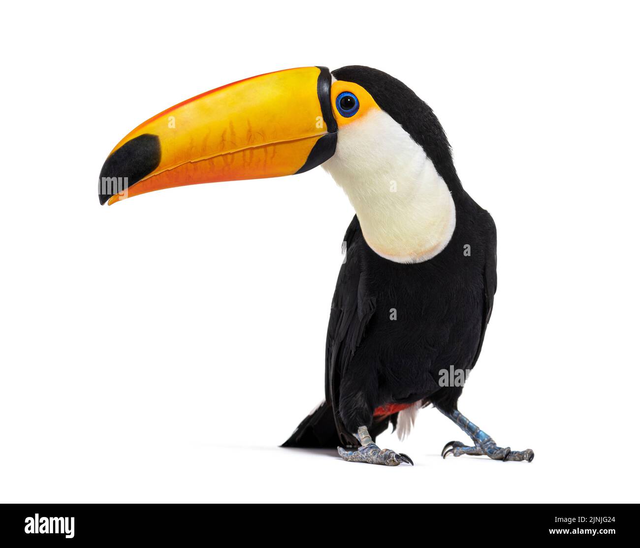 Toco toucan ramphastos toco Cut Out Stock Images & Pictures - Alamy
