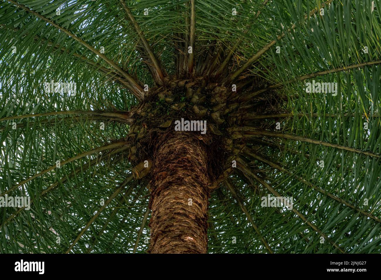 Look up the palm tree, tropical, Singapore. Horizontal Shot Stock Photo ...