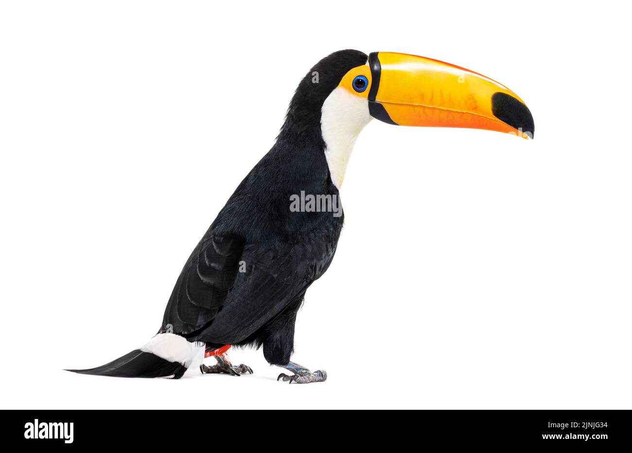 Toucan hi-res stock photography and images - Alamy