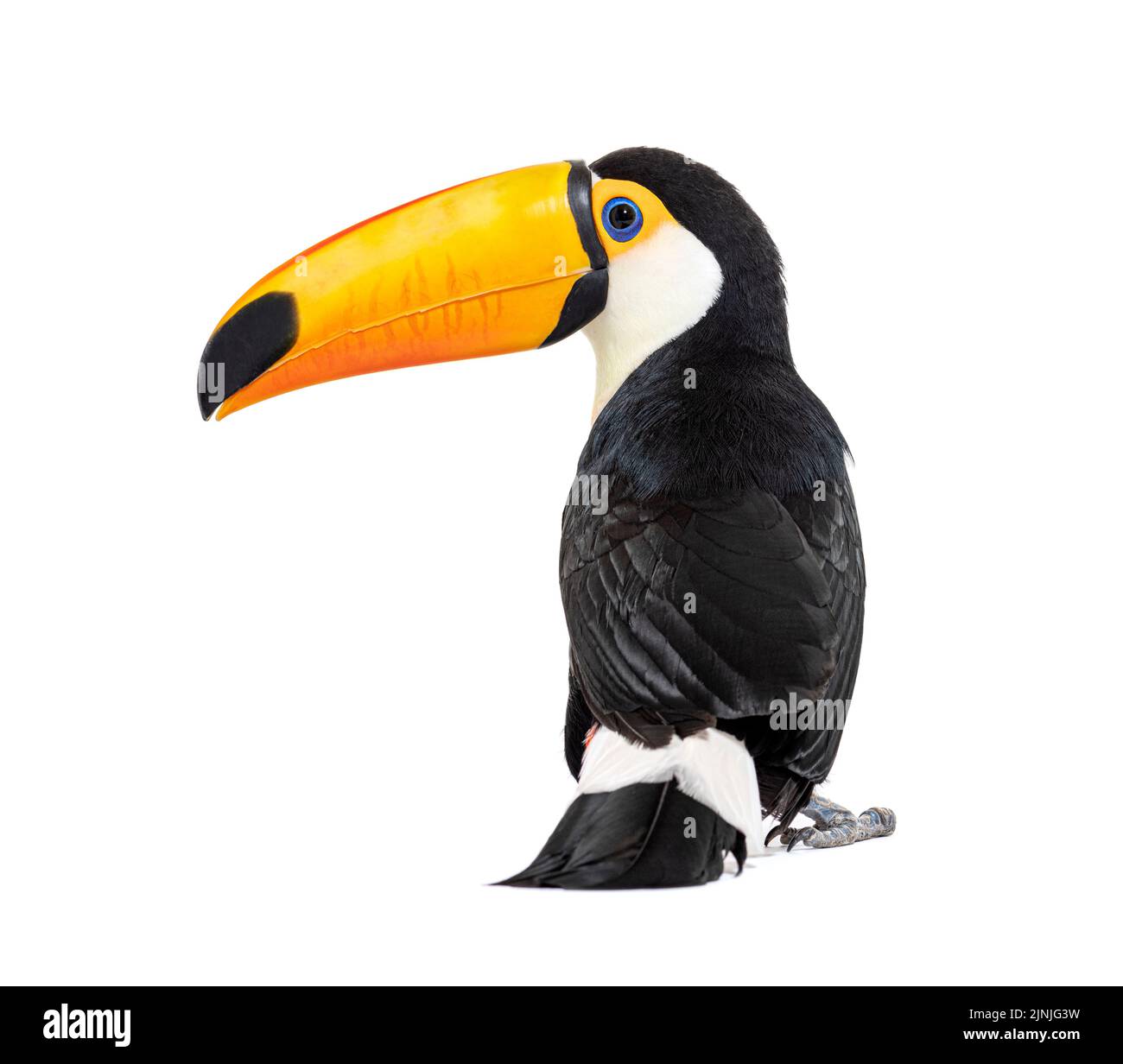 Back view of a toucan hi-res stock photography and images - Alamy
