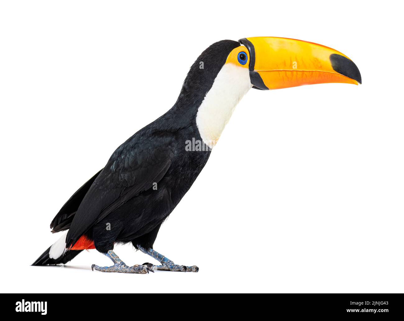 Toucan toco, Ramphastos toco, isolated on white Stock Photo - Alamy