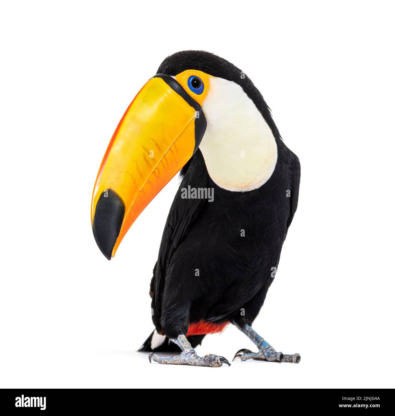 Toco toucan ramphastos toco Cut Out Stock Images & Pictures - Alamy