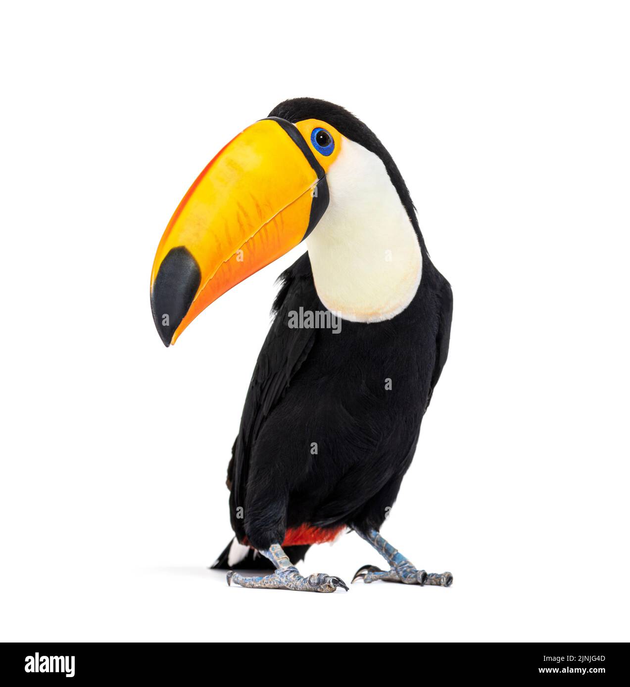 Wild toucan bird animal hi-res stock photography and images - Alamy