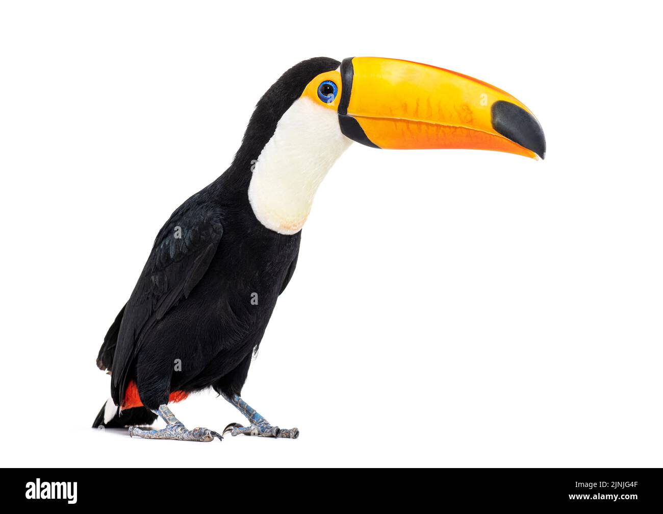 Toucan toco, Ramphastos toco, isolated on white Stock Photo - Alamy