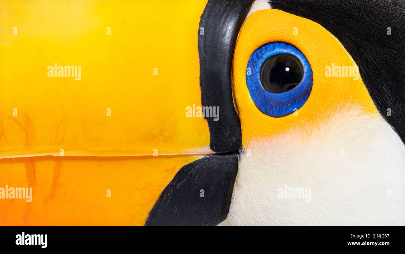 Wild toucan bird animal hi-res stock photography and images - Alamy