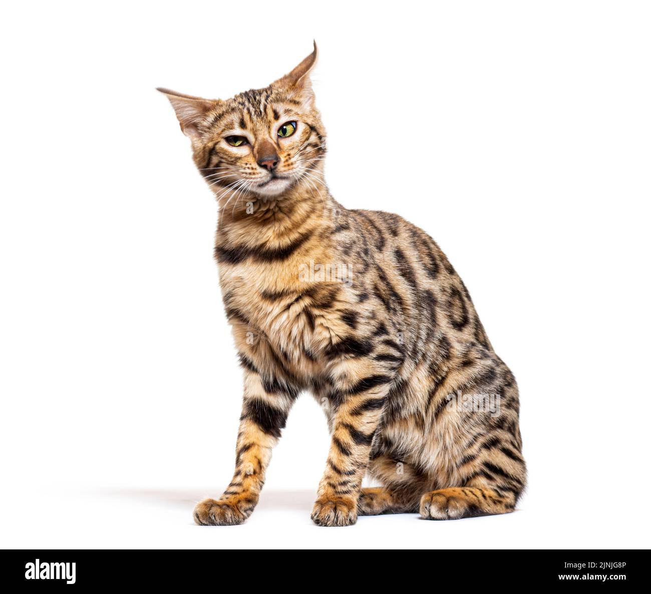 Cat face shot Cut Out Stock Images & Pictures - Alamy