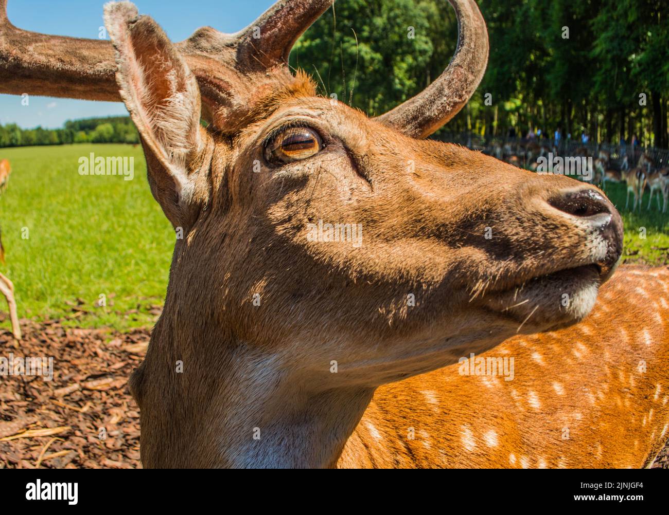 True elk hi-res stock photography and images - Alamy