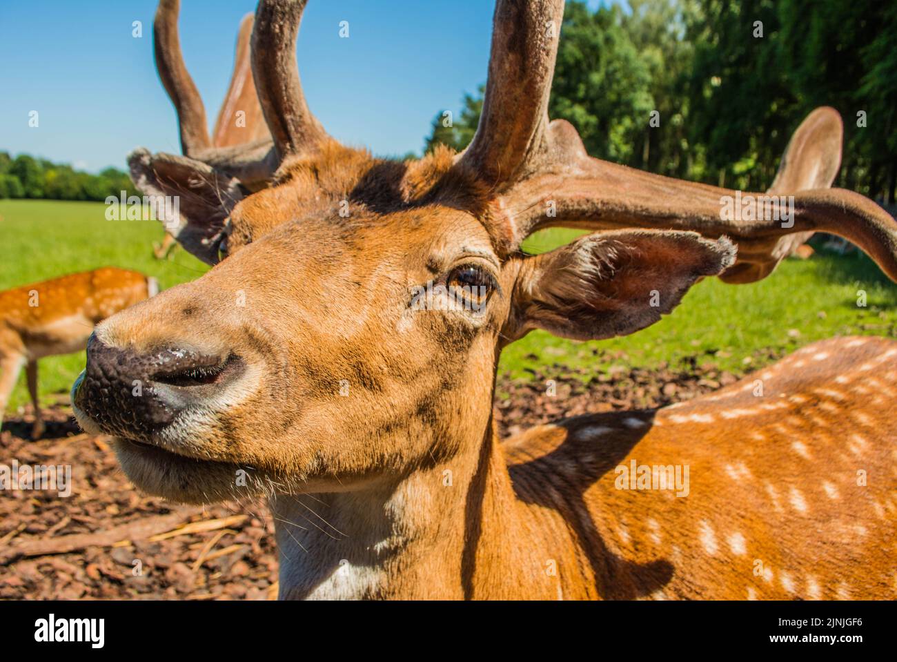 Deer, true deer Stock Photo - Alamy
