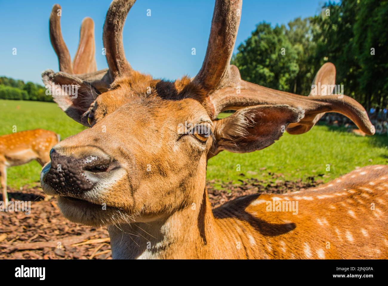 Deer, true deer Stock Photo - Alamy