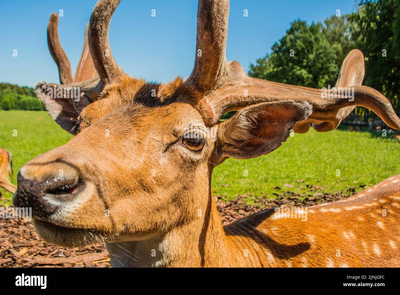 True elk hi-res stock photography and images - Alamy