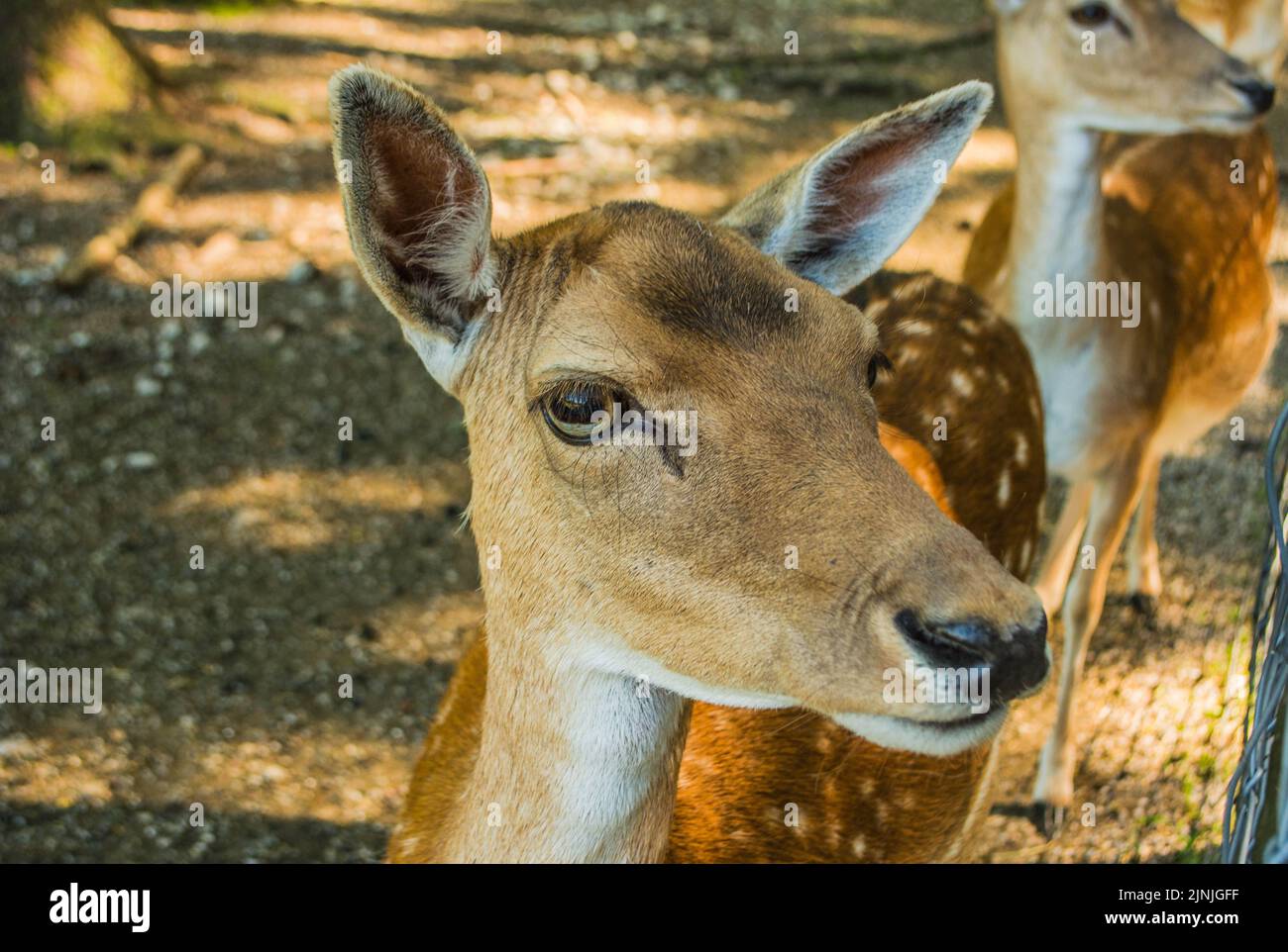 True elk hi-res stock photography and images - Alamy