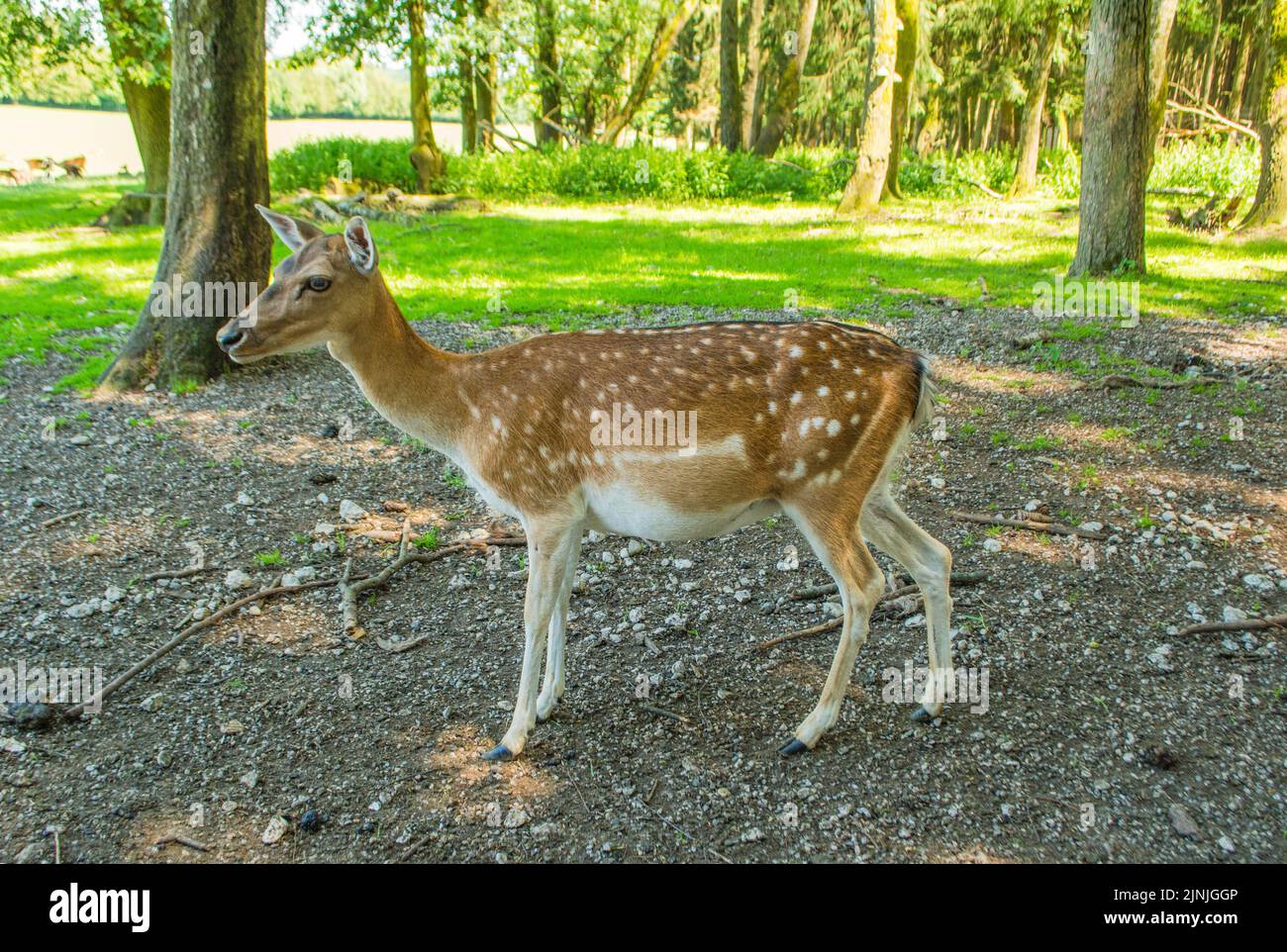 Deer, true deer Stock Photo - Alamy