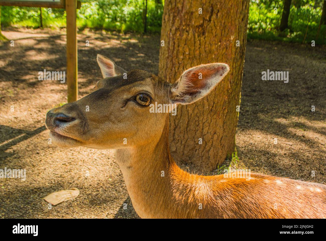 Deer, true deer Stock Photo - Alamy