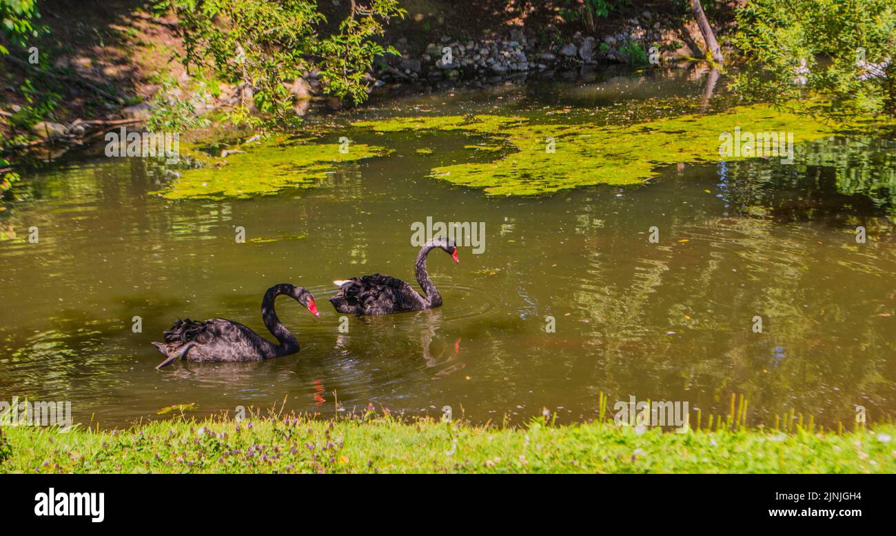 Black swan, Cygnus atratus Stock Photo - Alamy