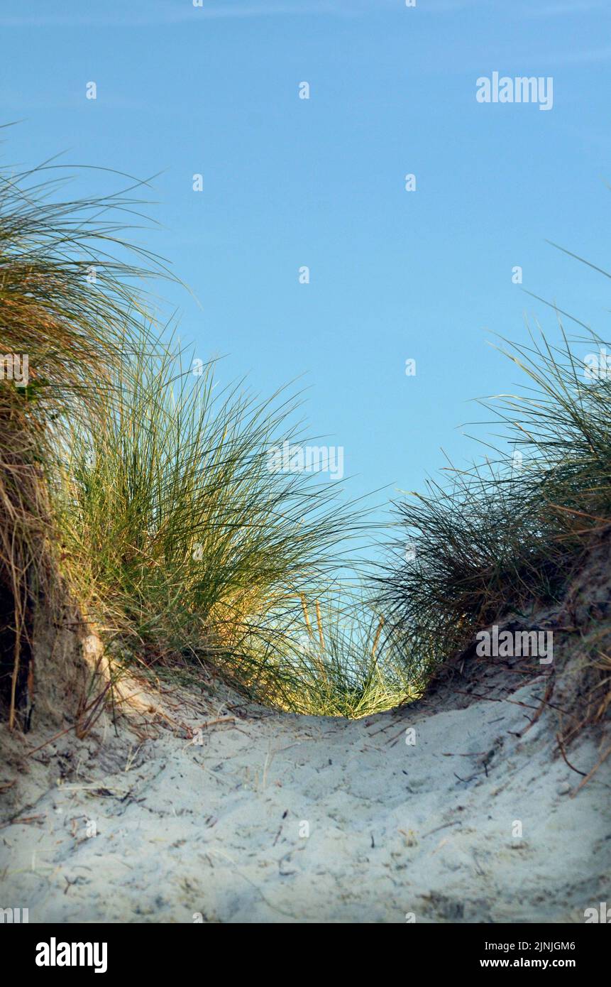 sand dunes walberswick suffolk england Stock Photo - Alamy