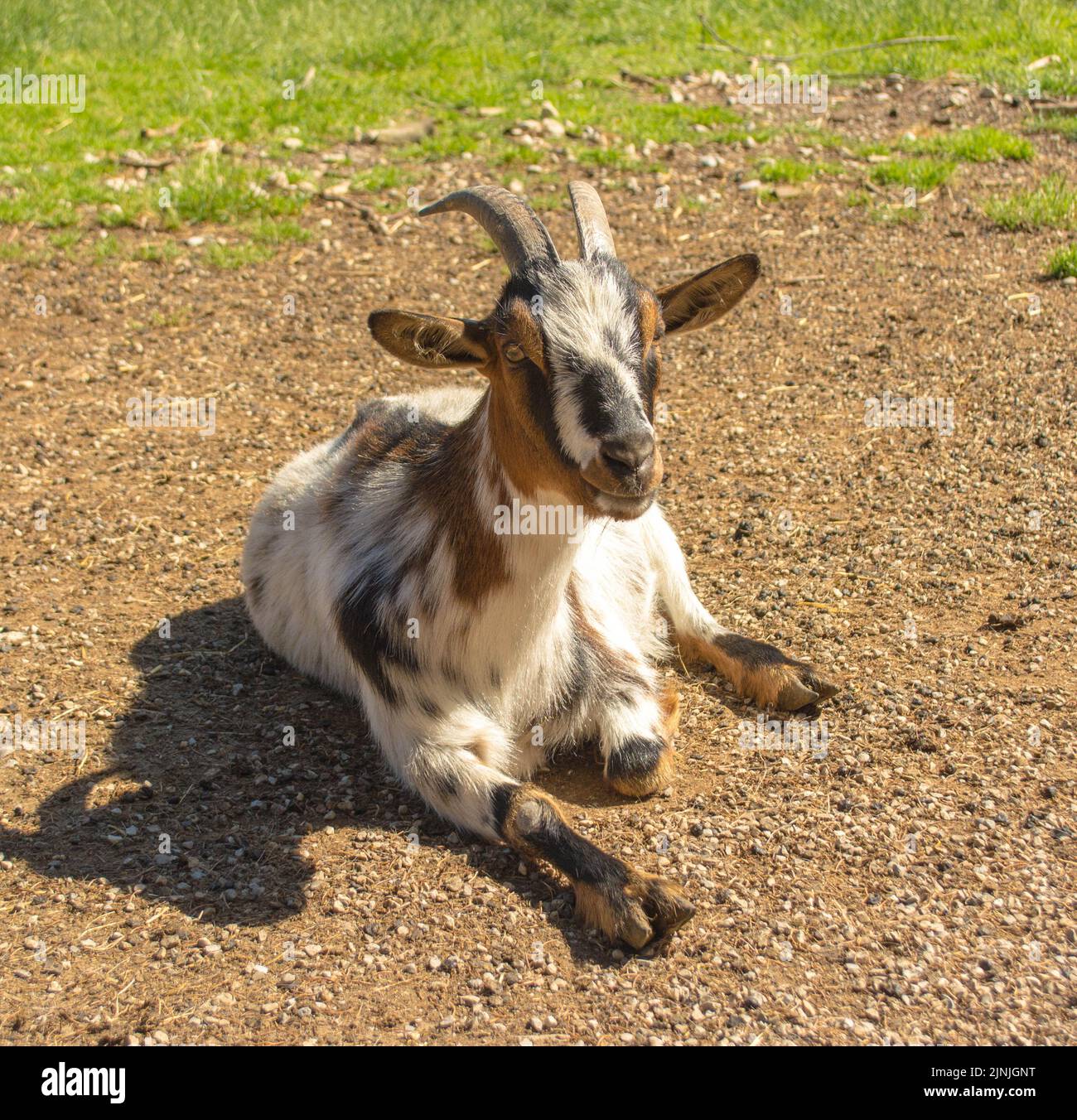 Goat pupil hi-res stock photography and images - Alamy
