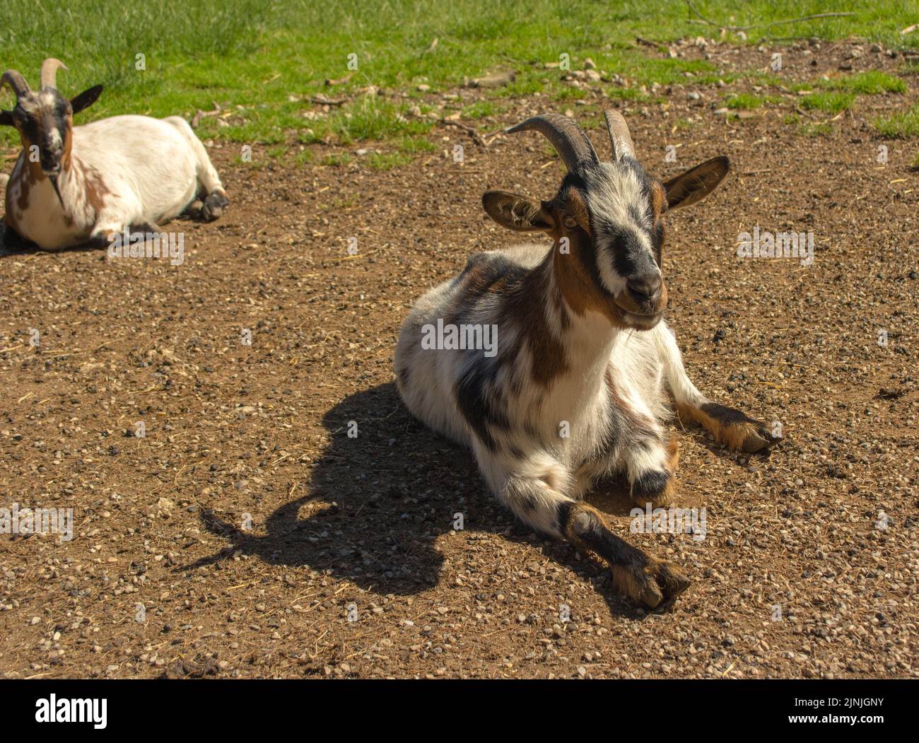Goat pupil hi-res stock photography and images - Alamy
