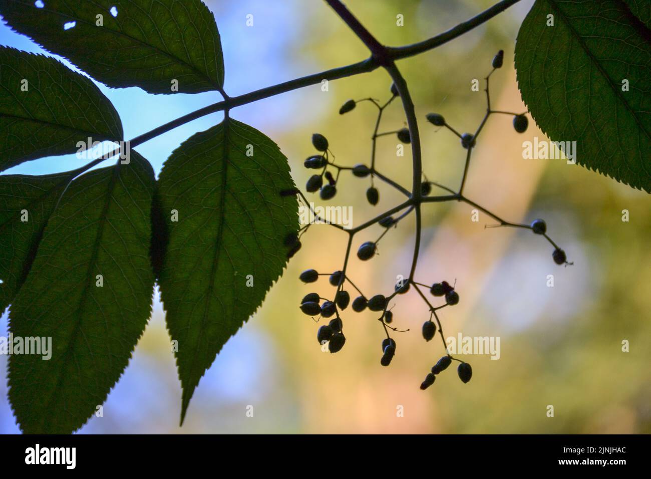 Branch structure hi-res stock photography and images - Alamy