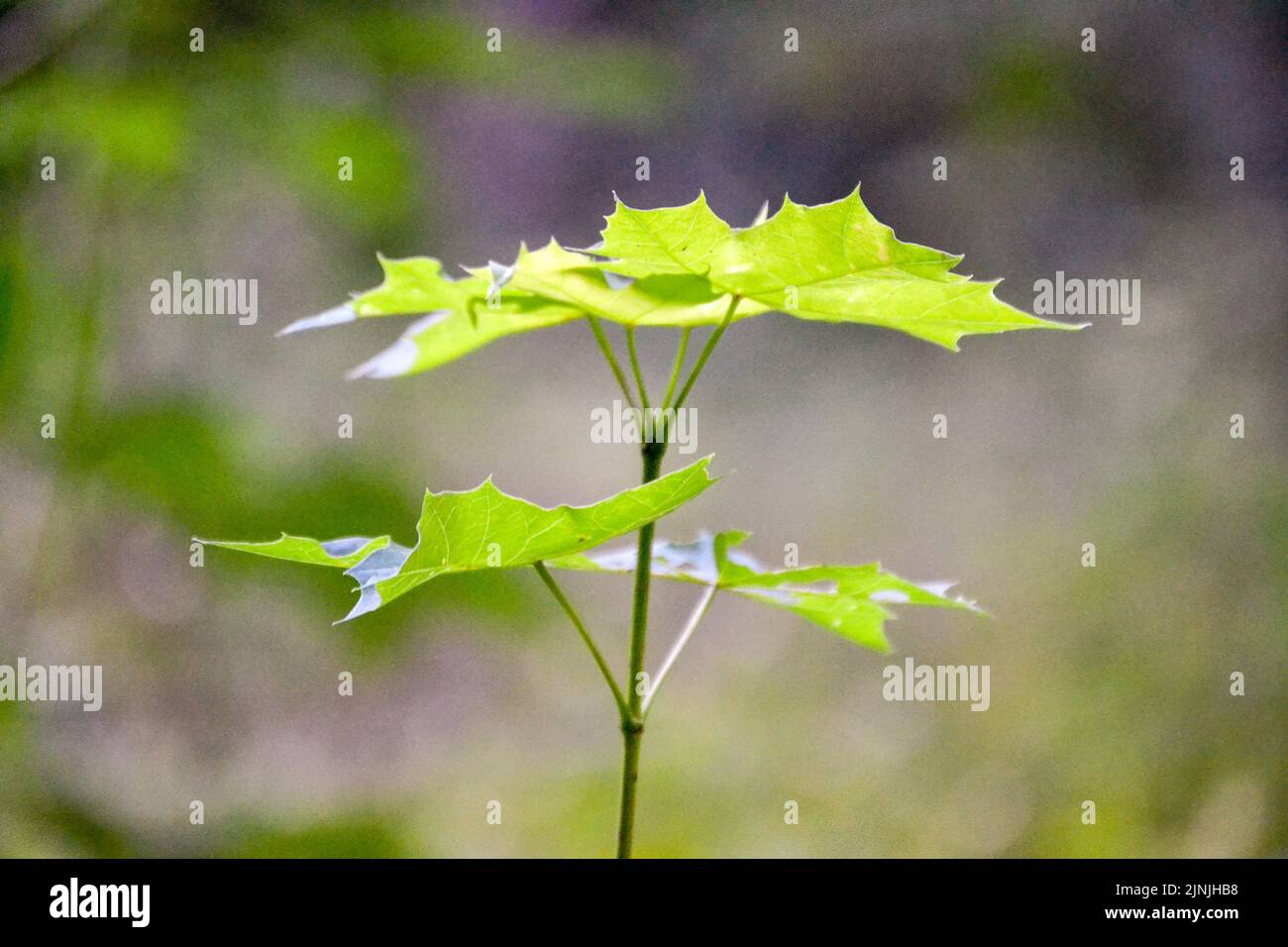 Small stem tree hi-res stock photography and images - Alamy