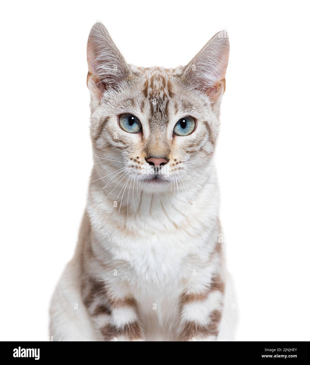 Snow lynx Bengal cat facing the camera, isolated on white Stock Photo ...