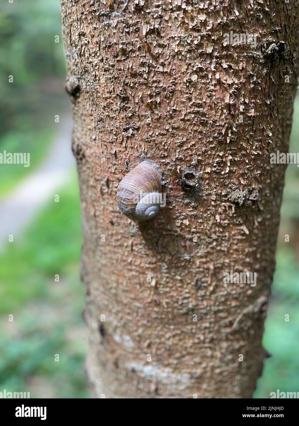 Slug at a tree wildlife Stock Photo - Alamy