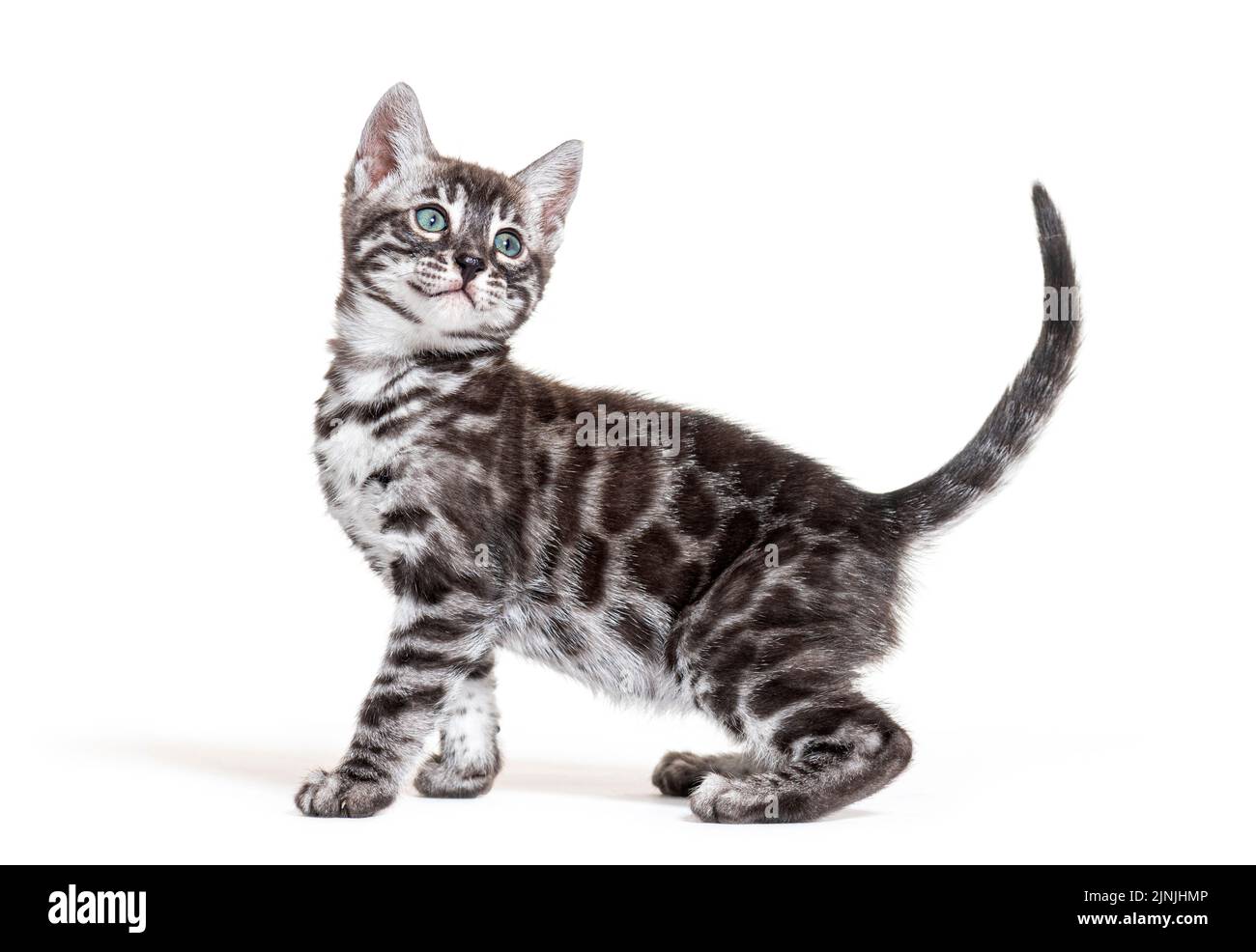 Side view of a Silver bengal cat kitten looking up, isolated on white ...