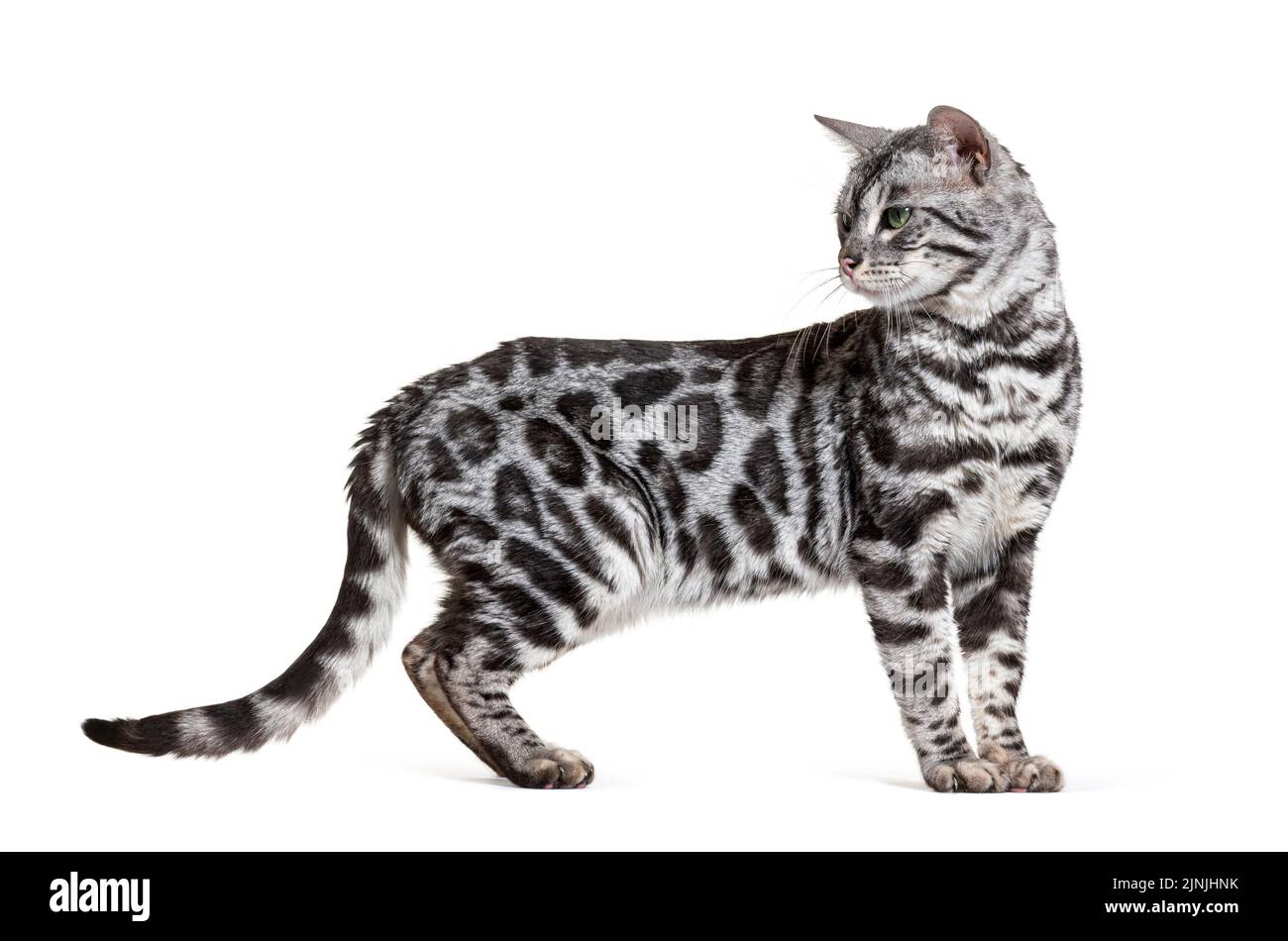 Cat Profile Standing