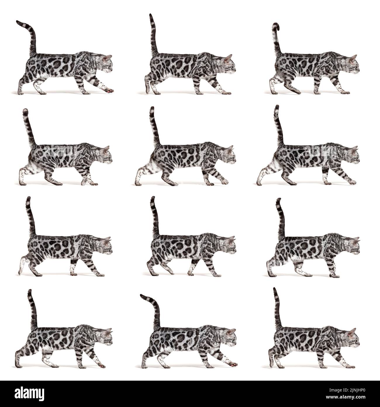 Many position of a Silver bengal cat walking, side view, easy to make a ...
