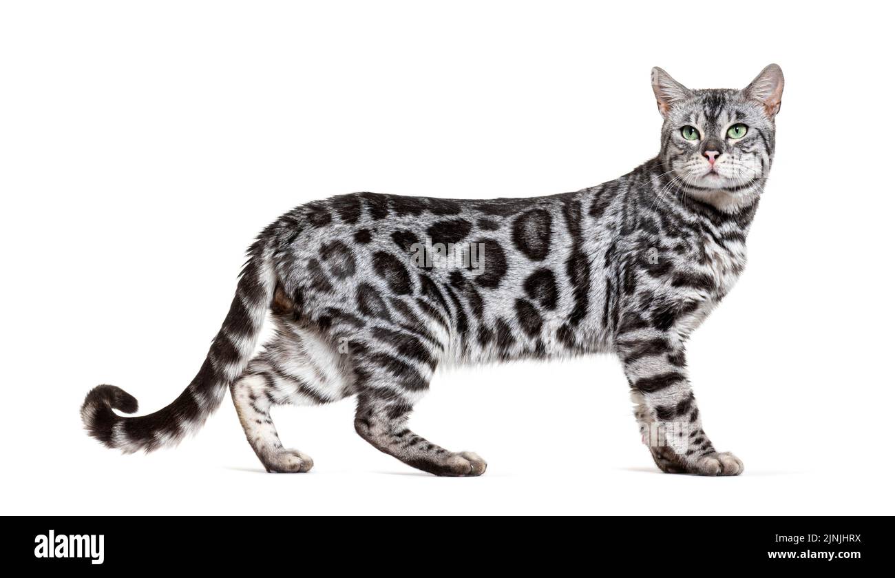 Cat Profile Standing