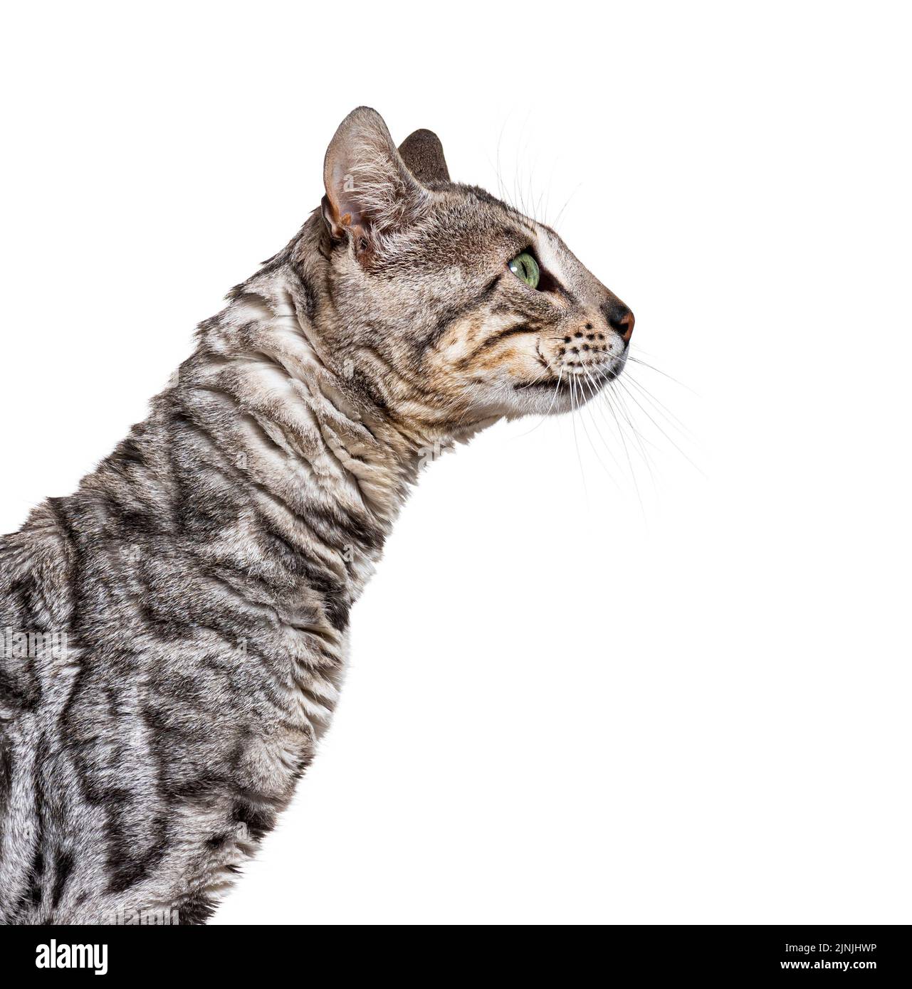 Side view head shot of a Bengal cat looking up, isolated on white Stock ...
